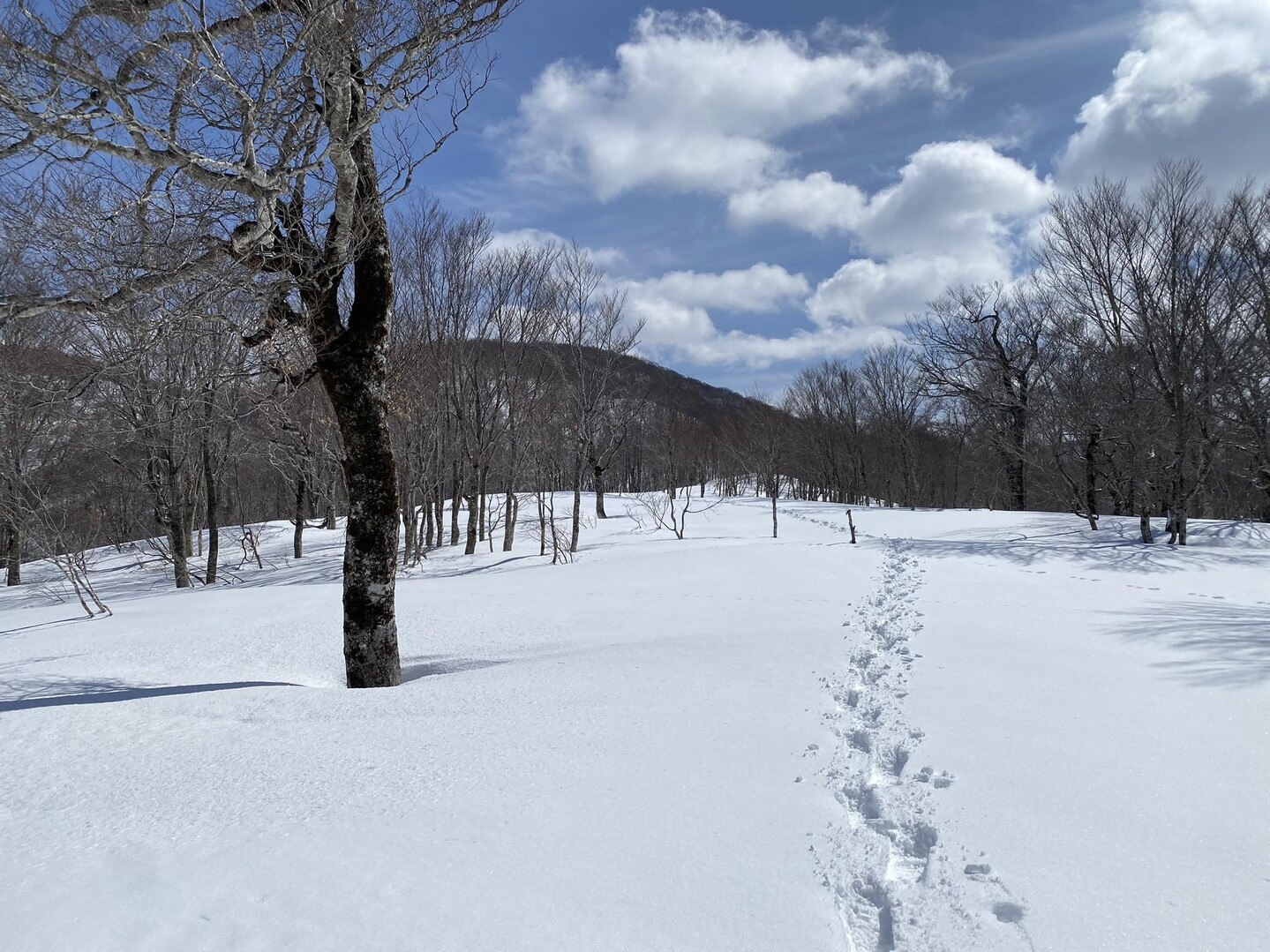 猿ヶ馬場山 無念の敗退😄 / SuzY^^YanOさんの籾糠山の活動データ | YAMAP / ヤマップ