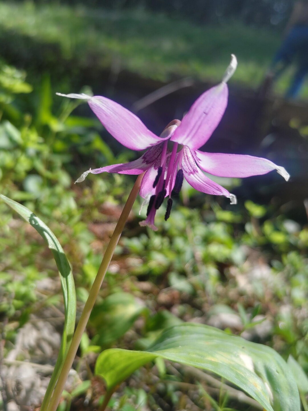 🌸雌岡山🌸 / meriendaさんの雄岡山・雌岡山の活動日記 | YAMAP / ヤマップ