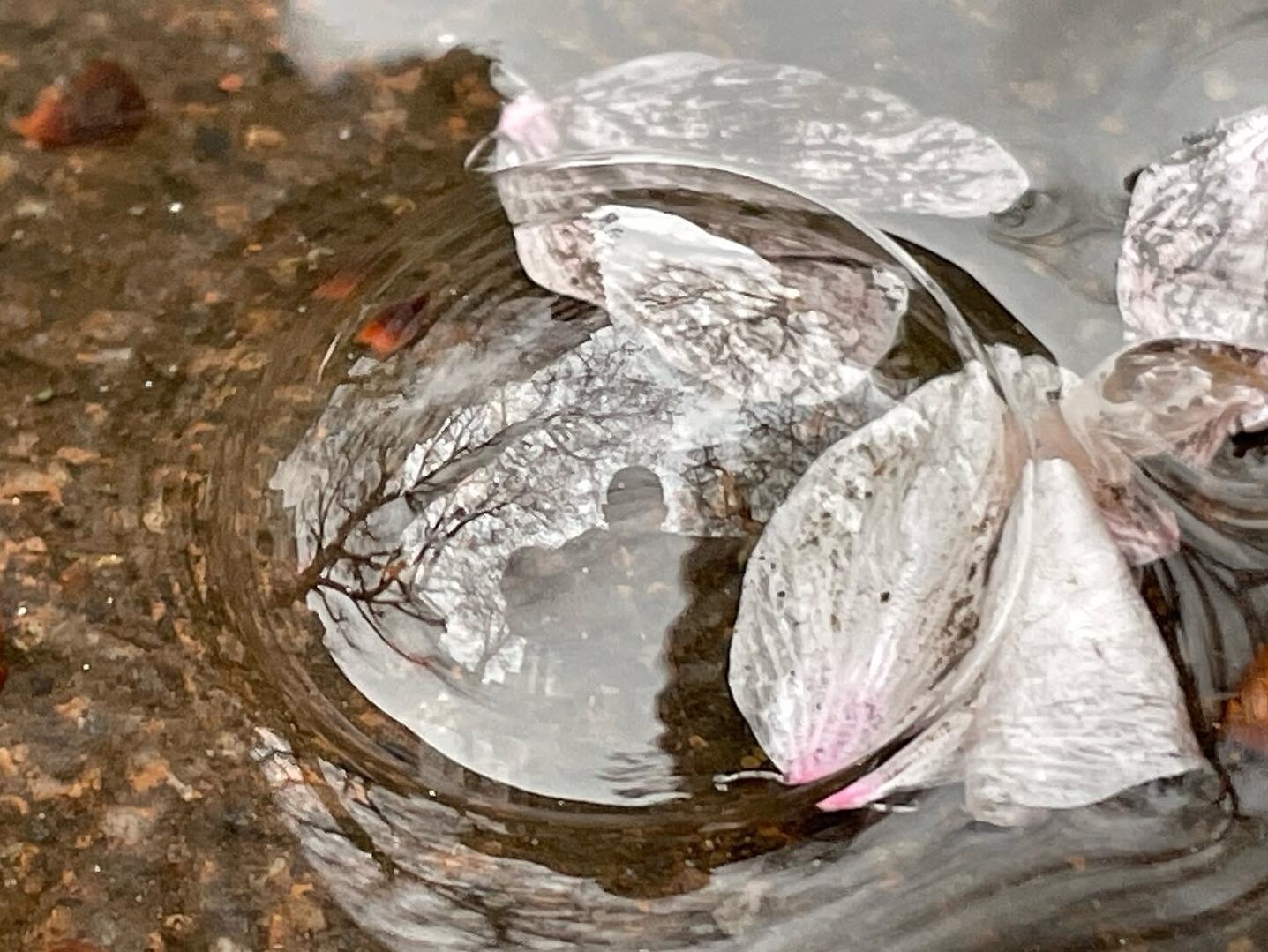 桜舞い散る / Naoさんのモーメント | YAMAP / ヤマップ