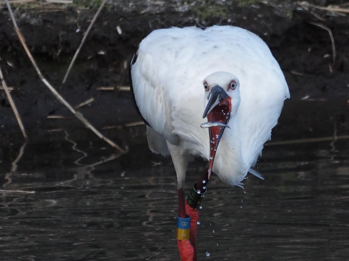 🦆NUMAP 多々良沼（群馬） / issさんのウォーキングの活動データ | YAMAP / ヤマップ