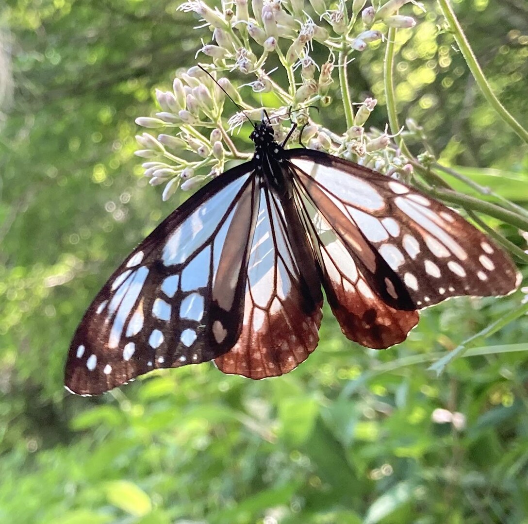 ike-tomoのページ | YAMAP / ヤマップ