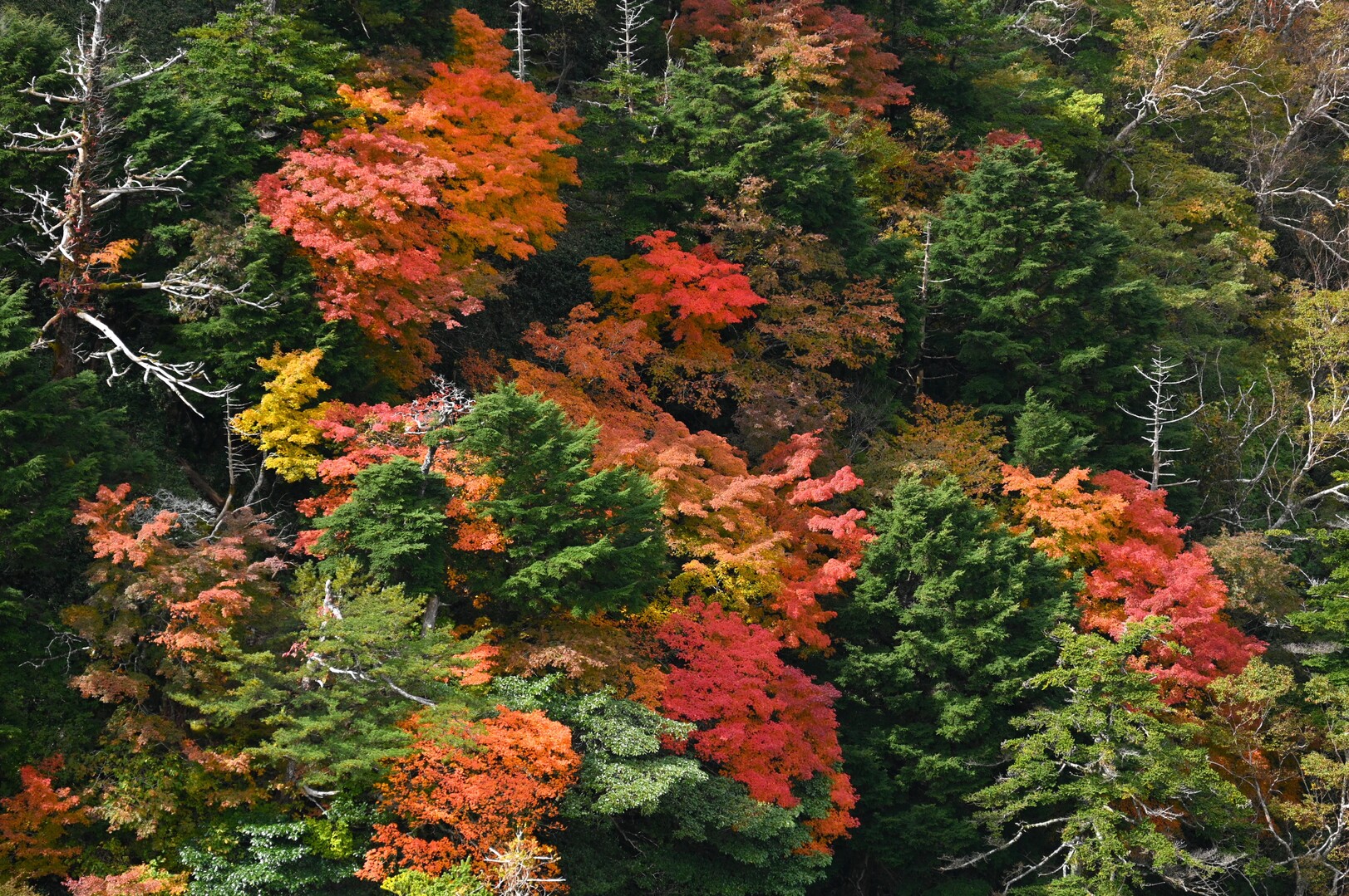 紅葉満喫 2Days / D&Bさんの剣山の活動データ | YAMAP / ヤマップ