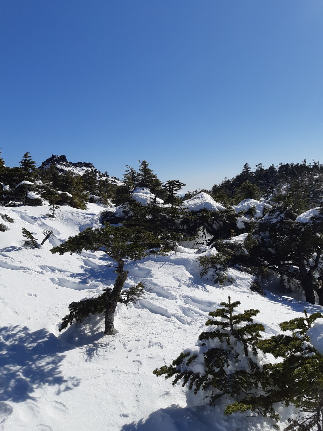 三ッ岳・雨池山 / Heroさんの蓼科山・横岳・縞枯山の活動データ | YAMAP / ヤマップ