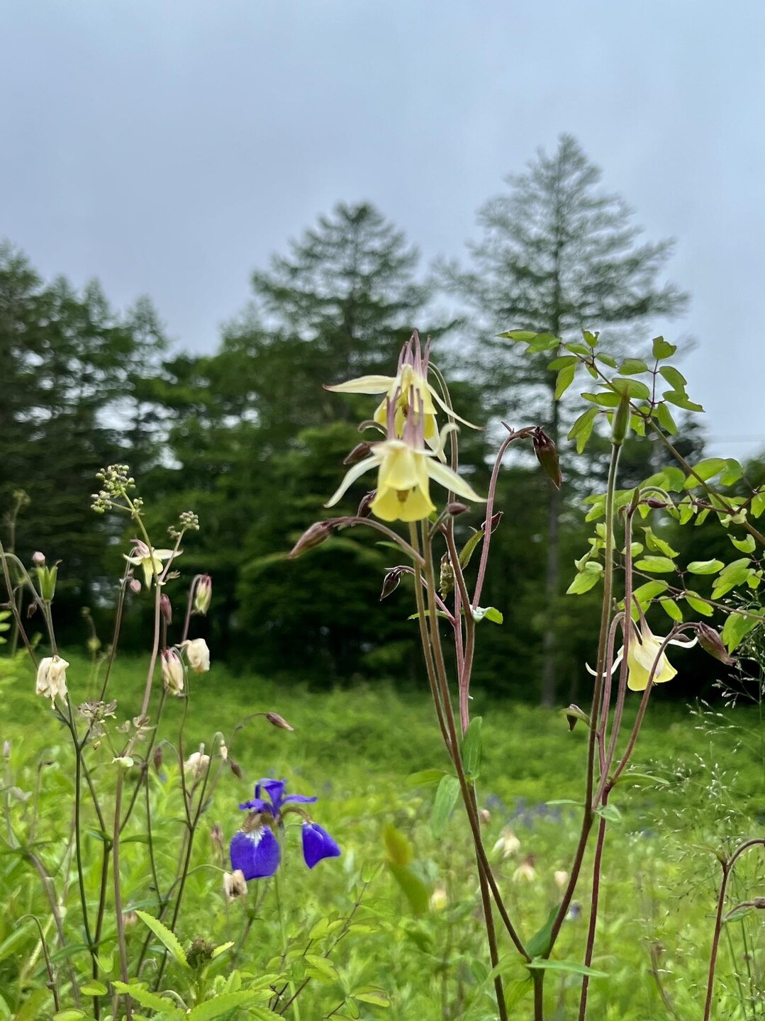 入笠山 / skipさんの入笠山の活動データ | YAMAP / ヤマップ