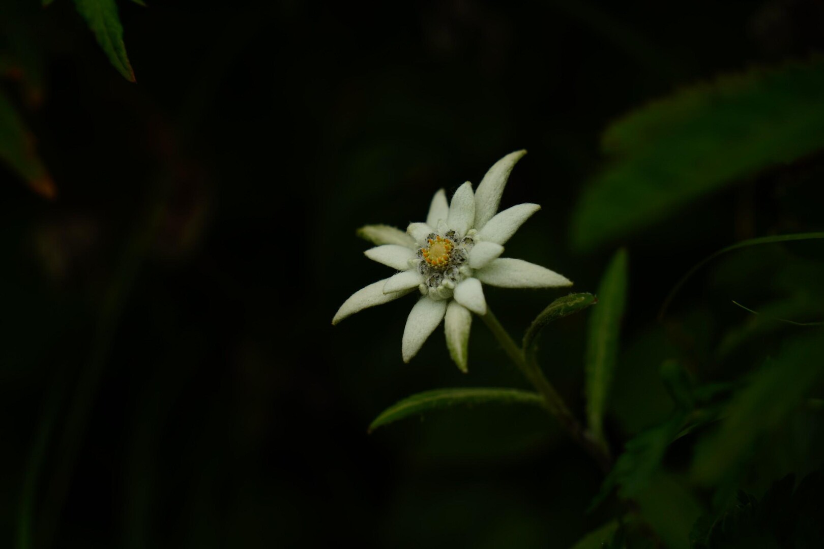 花の浮島トレッキング！ / Koikoiさんの礼文島の活動データ | YAMAP / ヤマップ