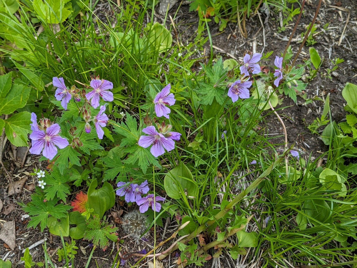 尻別岳・橇負山 / ririちさんの尻別岳の活動データ | YAMAP / ヤマップ