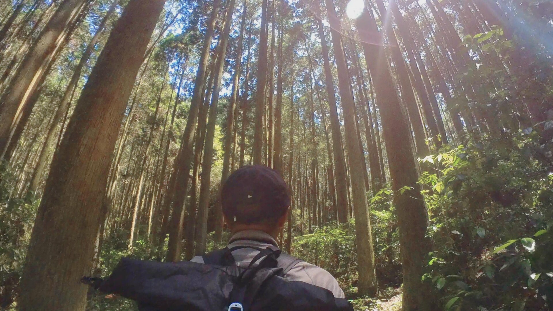 翔ける！ダイトレ ＃4（千早峠～行者杉～紀見峠） / Koji.Hさんの金剛山・二上山・大和葛城山の活動データ | YAMAP / ヤマップ