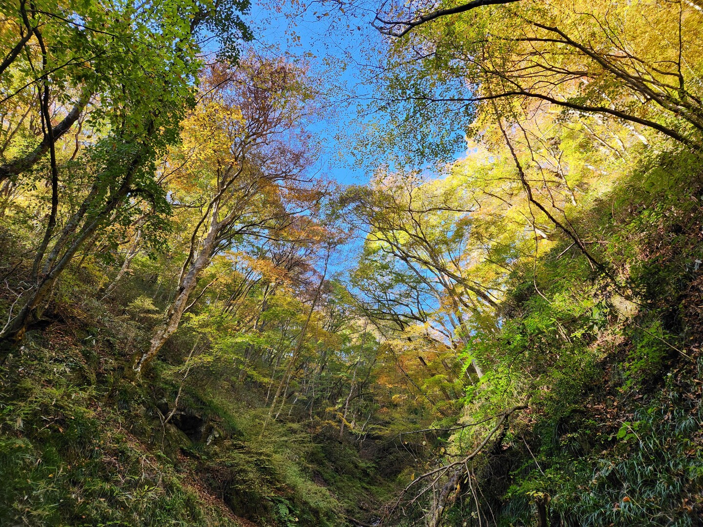 金剛山（もみじ谷⤴ダイトレ⤵） / COCOさんの登山の活動データ | YAMAP / ヤマップ