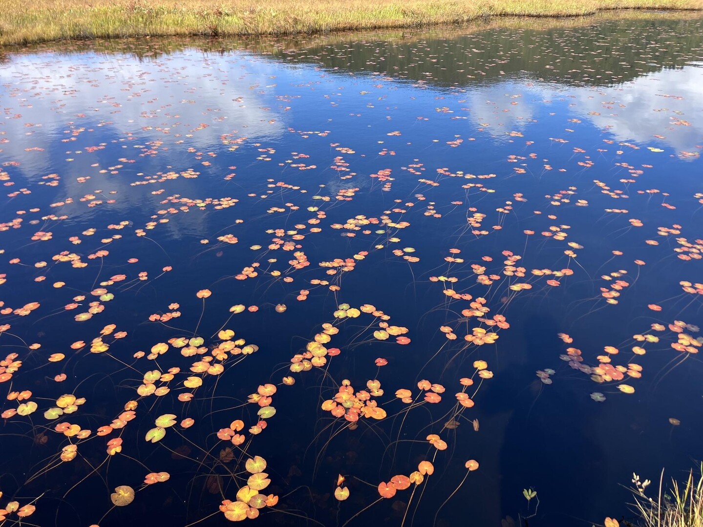 アヤメ平から尾瀬ヶ原へ / ホッシーさんの尾瀬・至仏山・悪沢岳・笠ヶ岳の活動データ | YAMAP / ヤマップ