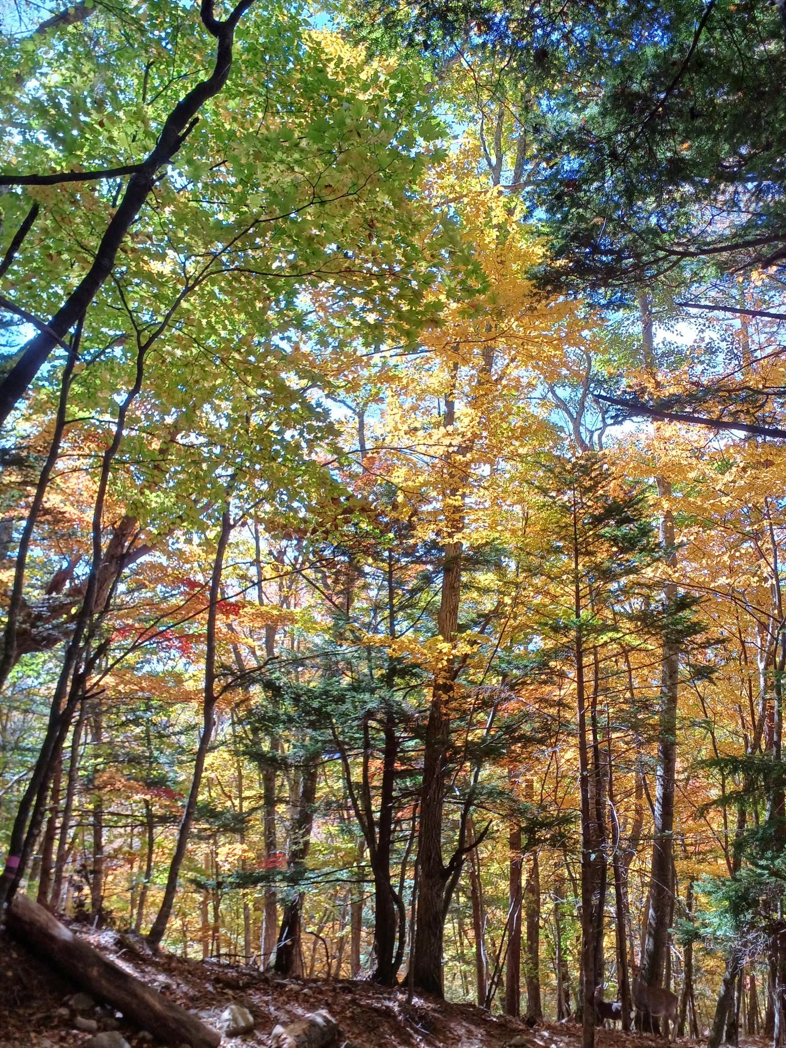 瑞牆山🍁状況（10/23） ※活動日... / spesさんのモーメント | YAMAP / ヤマップ