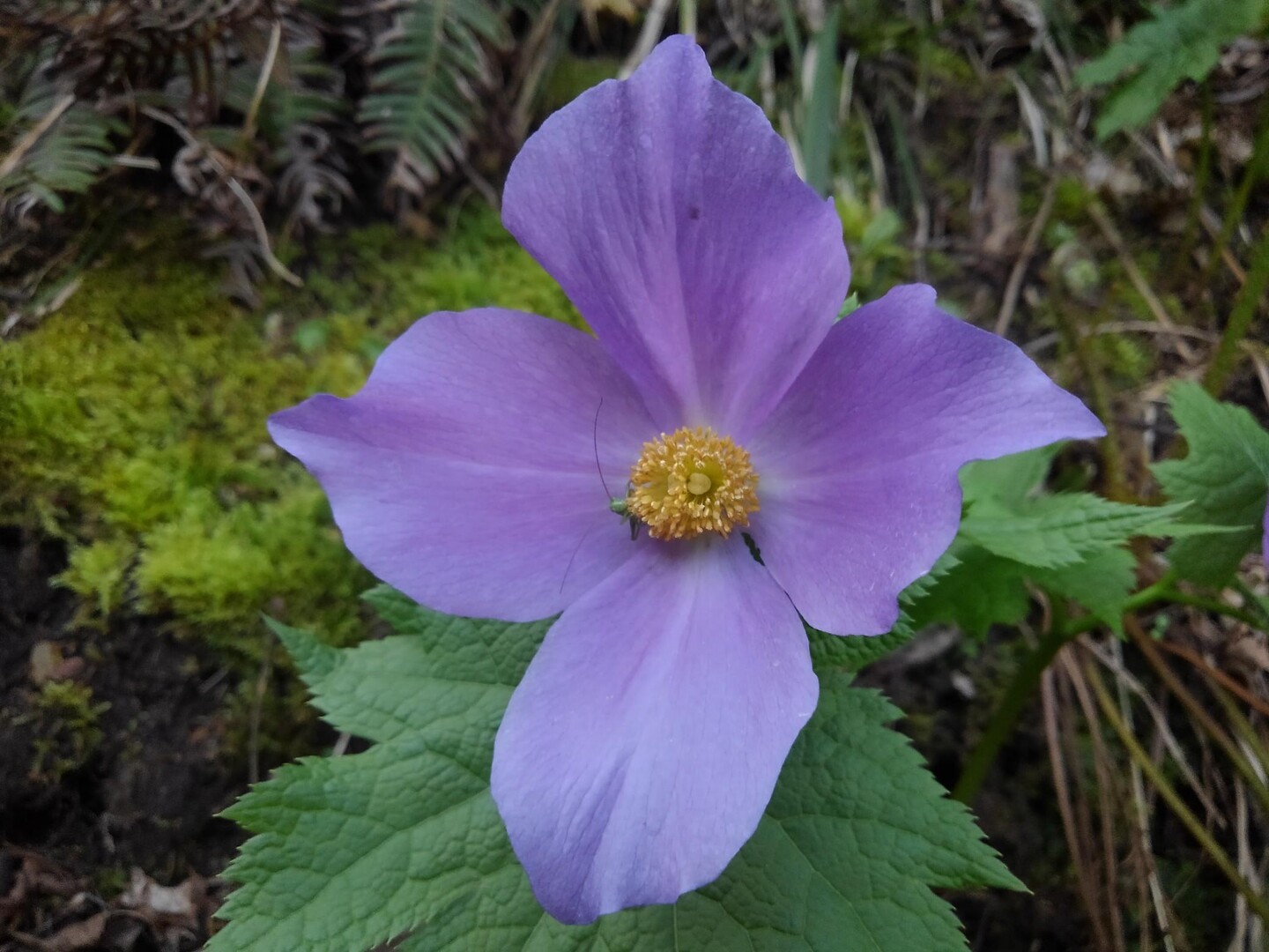 花見 / gk-cnさんの十日町市の活動データ | YAMAP / ヤマップ