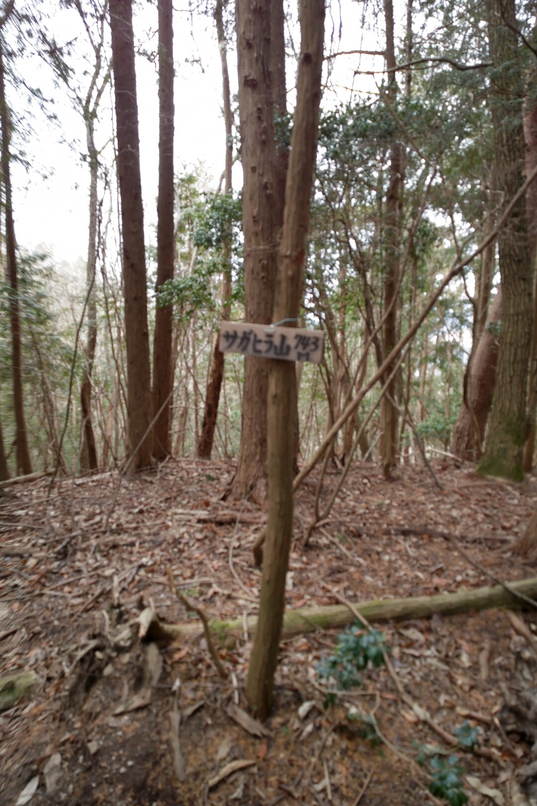 keijiさんの投稿したフィールドメモ | YAMAP / ヤマップ