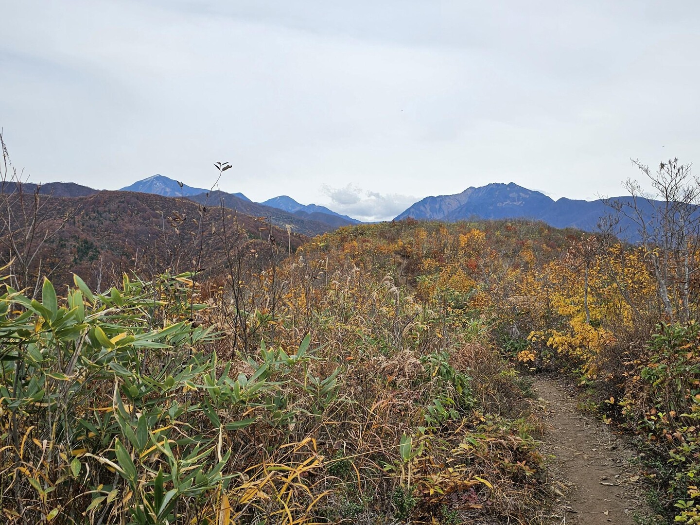 大力山 / stさんの大力山・黒禿の頭・笠倉山の活動データ | YAMAP / ヤマップ