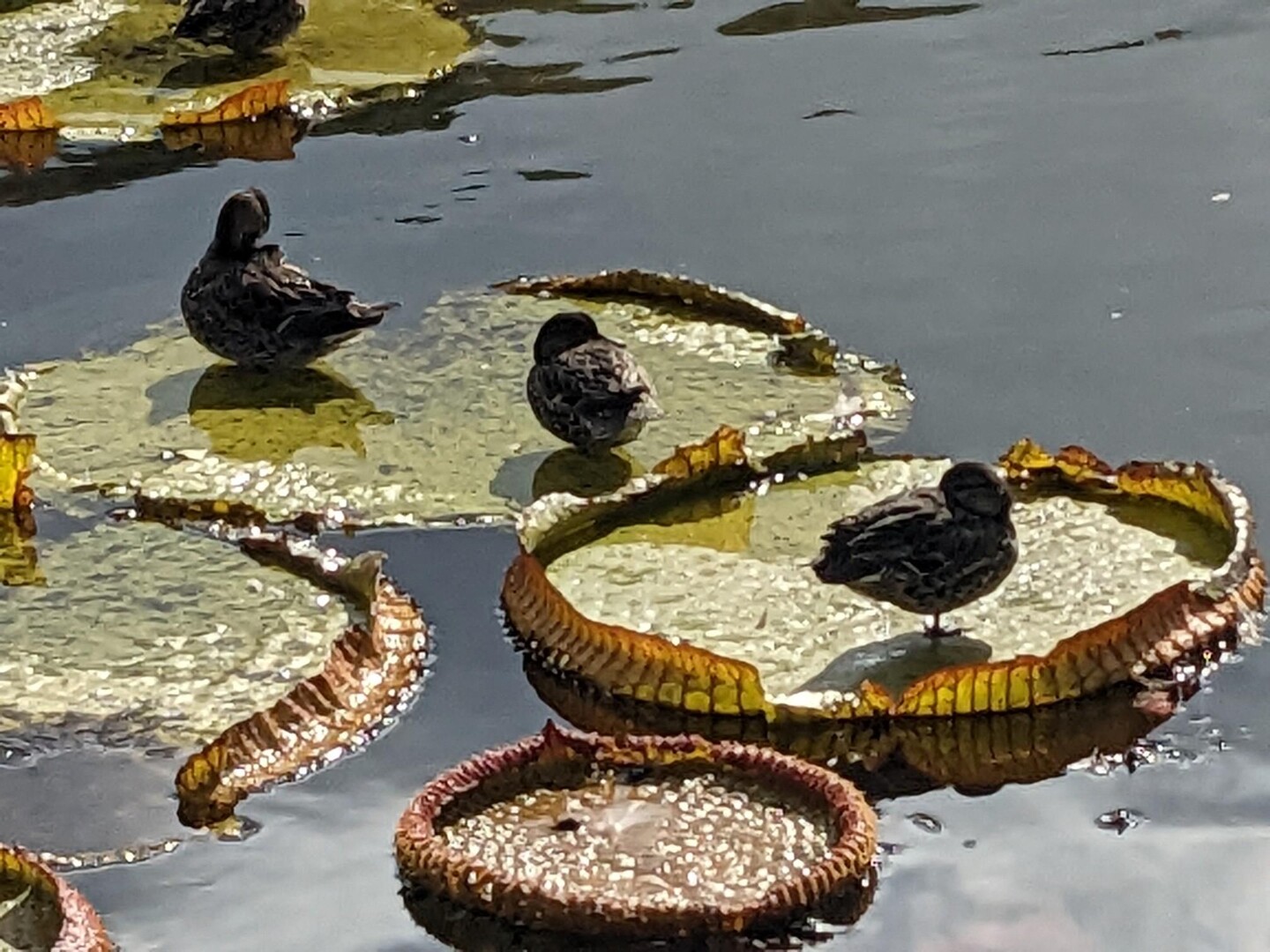 新潟県立植物園でラーメン🍜祭 / とっぽさんの菩提寺山・高立山・護摩堂山の活動データ | YAMAP / ヤマップ