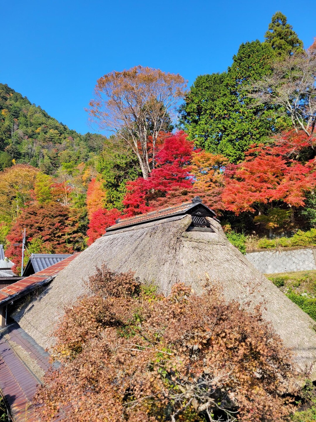 鈴鹿10座「日本コバ」の黄葉を楽しむ / baseさんの日本コバの活動データ | YAMAP / ヤマップ