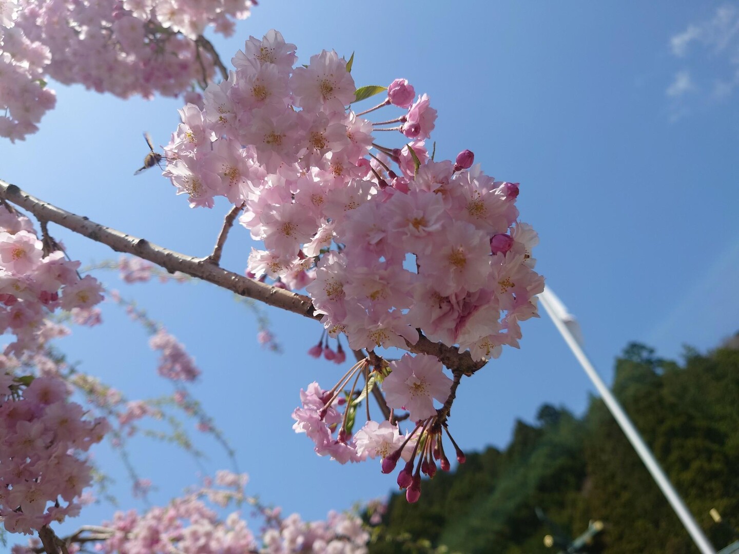 大山下社で妻孝行 / Kawaharaさんの大山の活動データ | YAMAP / ヤマップ