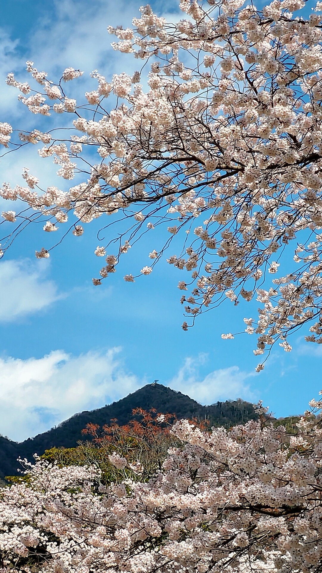 出雲大社の桜と弥山🌸 / Sol*さんのモーメント | YAMAP / ヤマップ