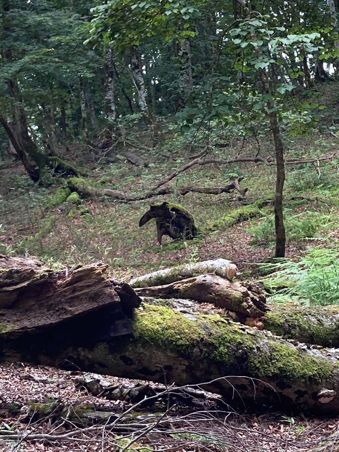 okinjoさんの投稿したフィールドメモ | YAMAP / ヤマップ