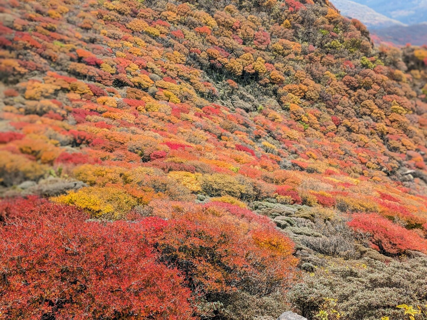 最高の記念登山💚北大船山・大船山 / rie.tさんの九重山（久住山）・大船山・星生山の活動日記 | YAMAP / ヤマップ