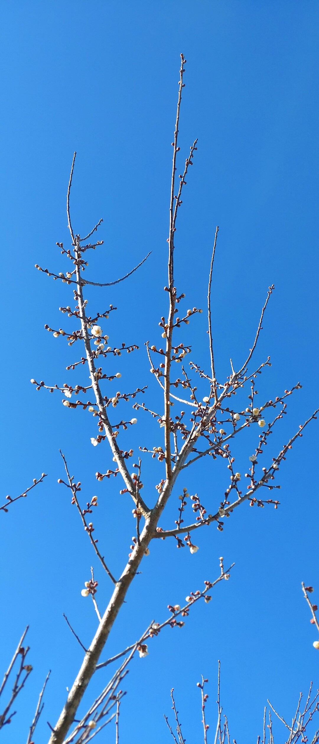 実家の庭から 一年を 耐え今開く... / chii さんのモーメント | YAMAP / ヤマップ