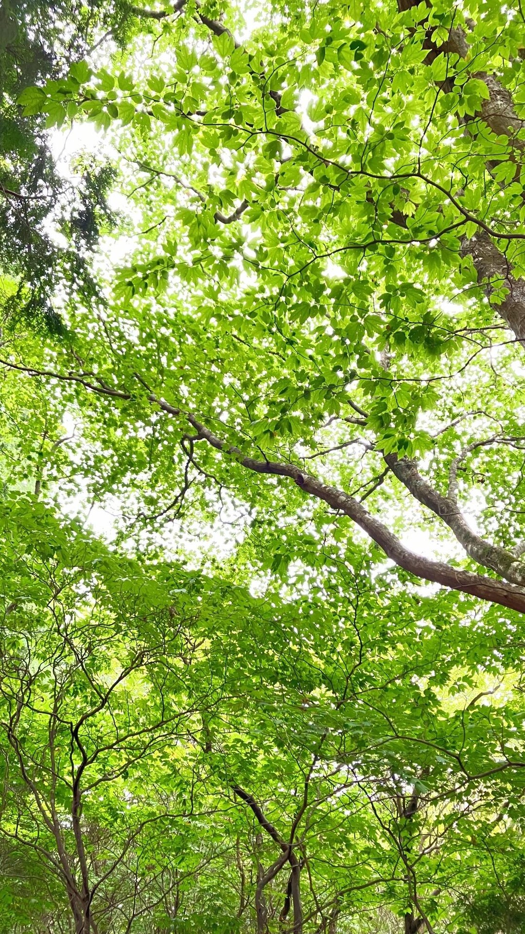 寧比曽岳 / 6DMEさんの寧比曽岳・筈ヶ岳・出来山の活動データ | YAMAP / ヤマップ