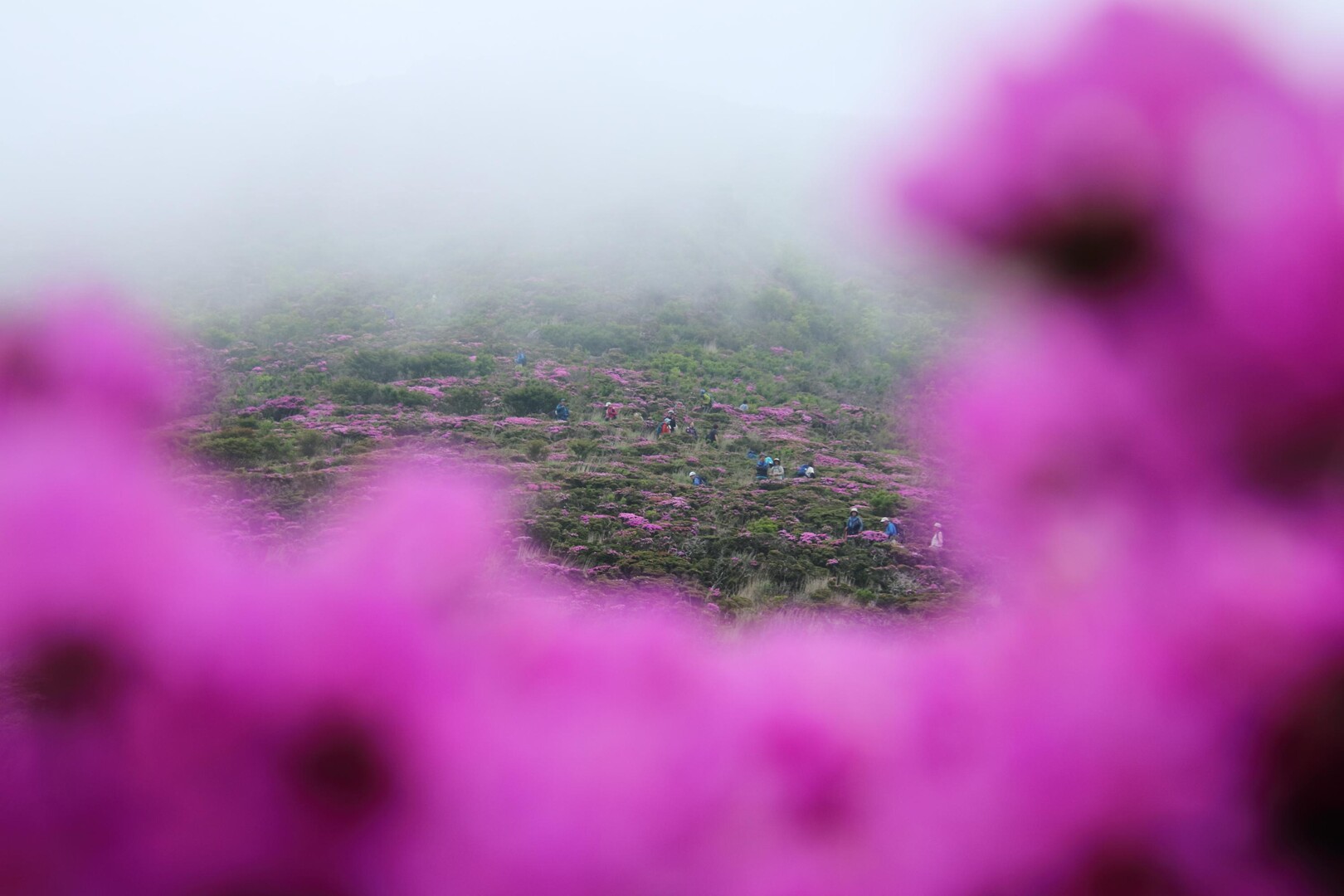 幻想的な平治岳MK🌸 / kumiさんの九重山（久住山）・大船山・星生山の活動データ | YAMAP / ヤマップ