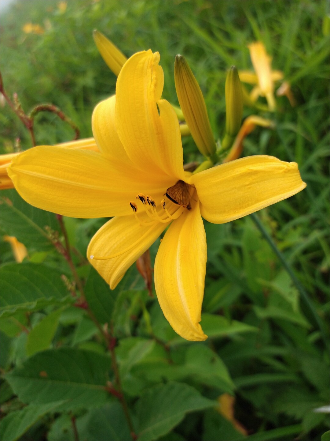 キスゲ平にて / Takaさんのモーメント | YAMAP / ヤマップ