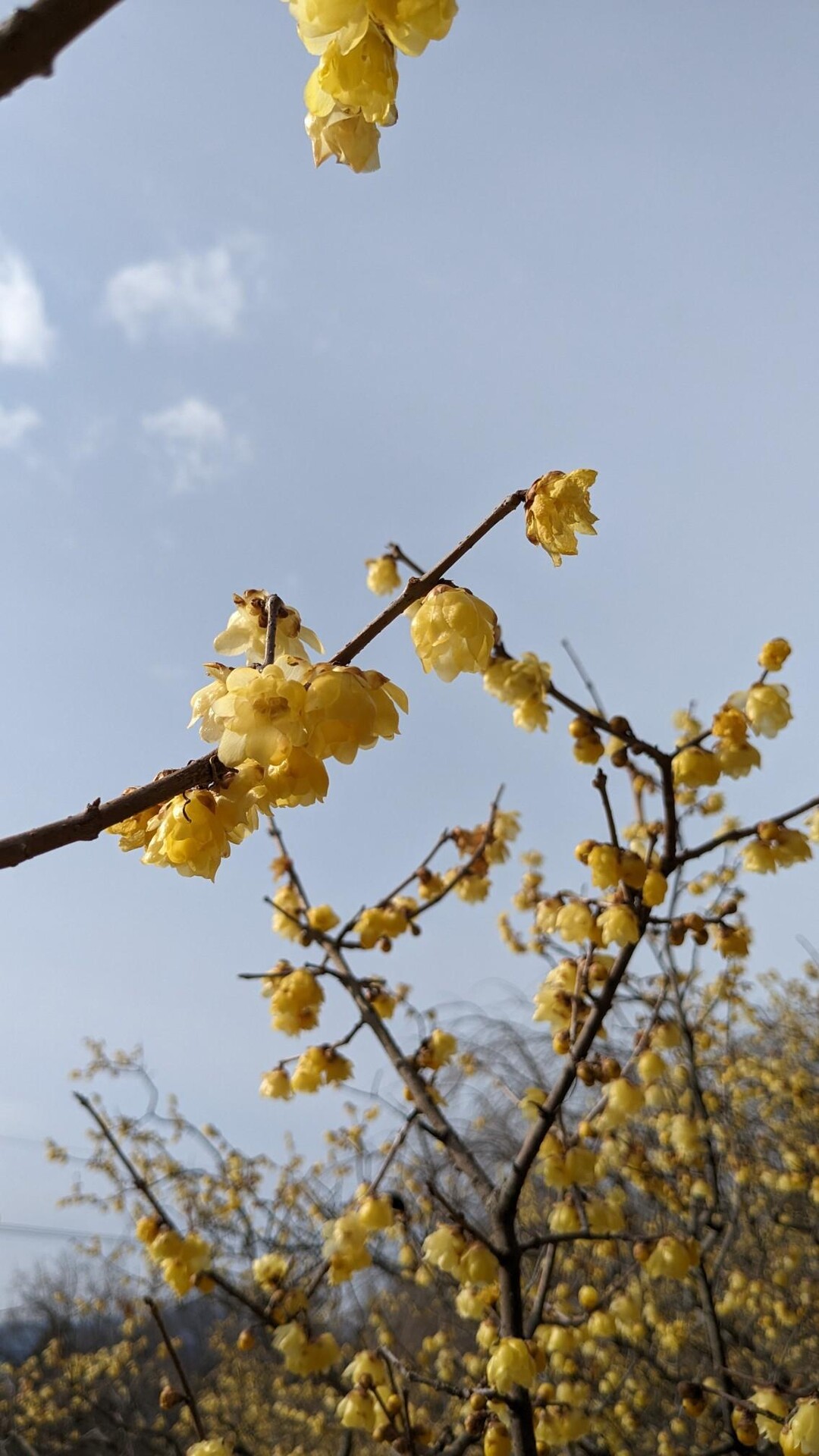 羽黒山【栃百】 / m93さんの羽黒山の活動データ | YAMAP / ヤマップ