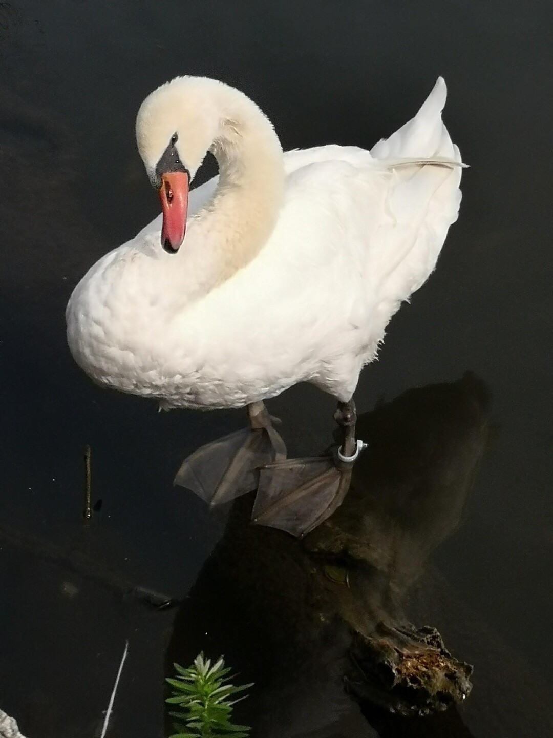 久しぶりの彦根城🏯、玄宮園 / yoyoさんの登山の活動データ | YAMAP / ヤマップ