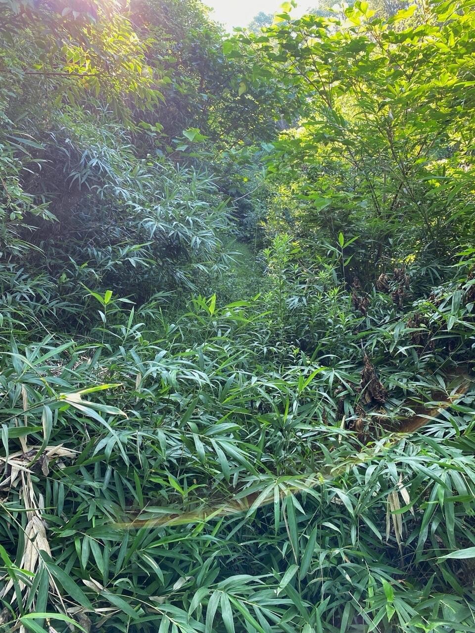 ウォーキング-2024-07-18岩滝山 / tomyさんのウォーキングの活動データ | YAMAP / ヤマップ