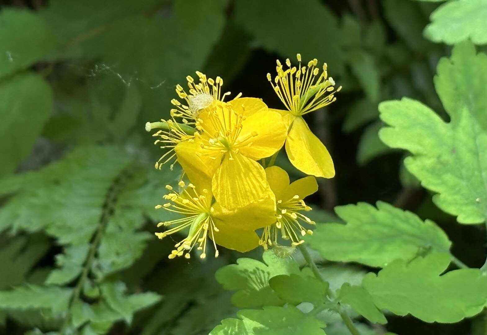 サークル登山で豊平山（焼山） / Yotchさんの豊平山（焼山）の活動データ | YAMAP / ヤマップ