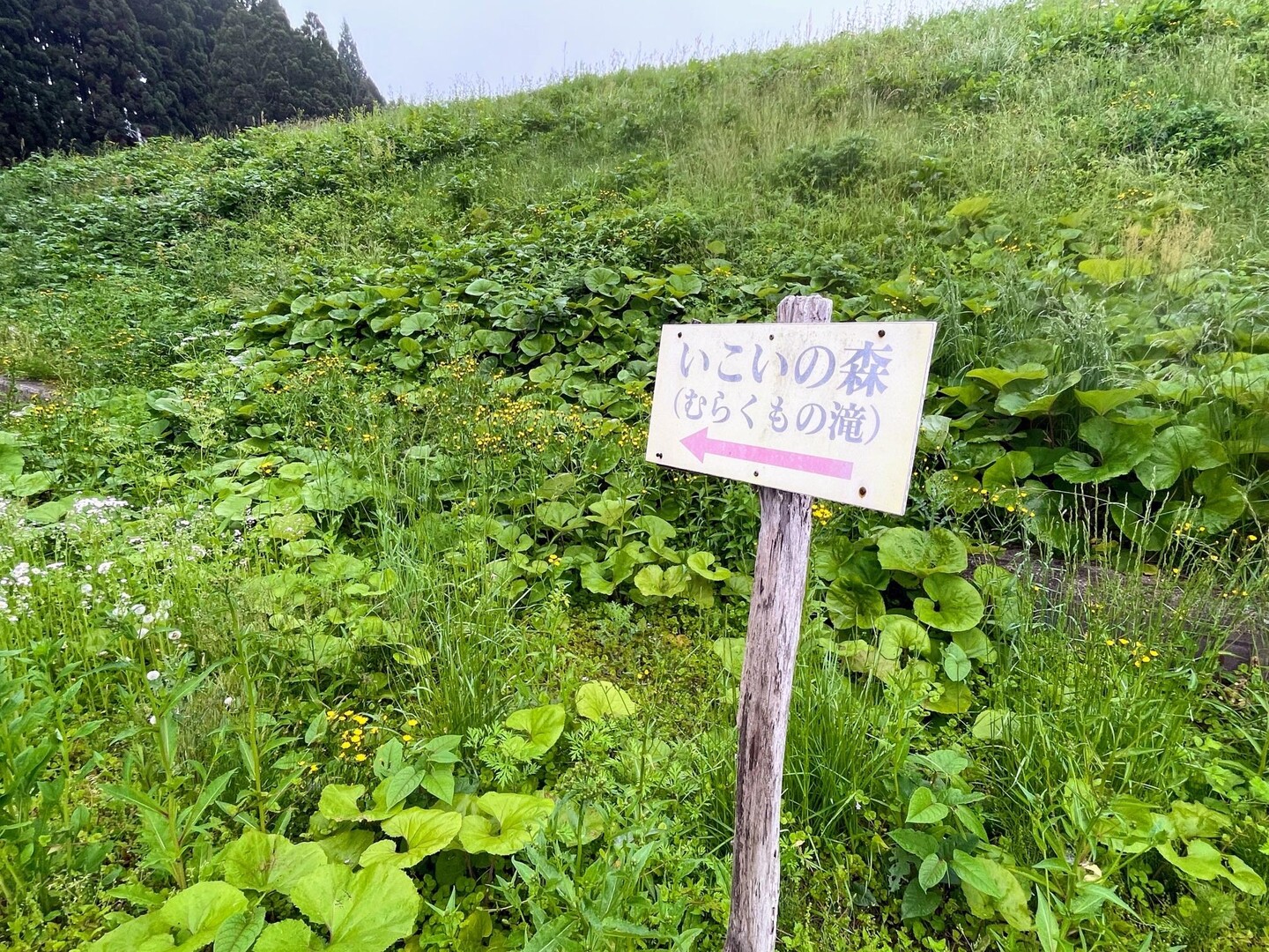 鳥越山 むらくものたき🦛 ︎ / nepukoさんの森山の活動データ | YAMAP / ヤマップ