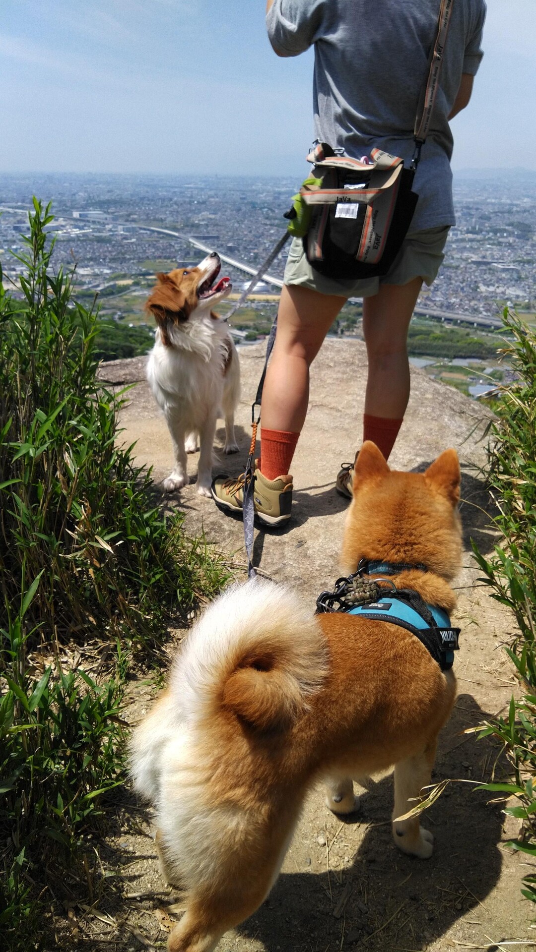 国見山・新サンドイッチ山・交野山 / KoMさんの交野山・国見山の活動データ | YAMAP / ヤマップ