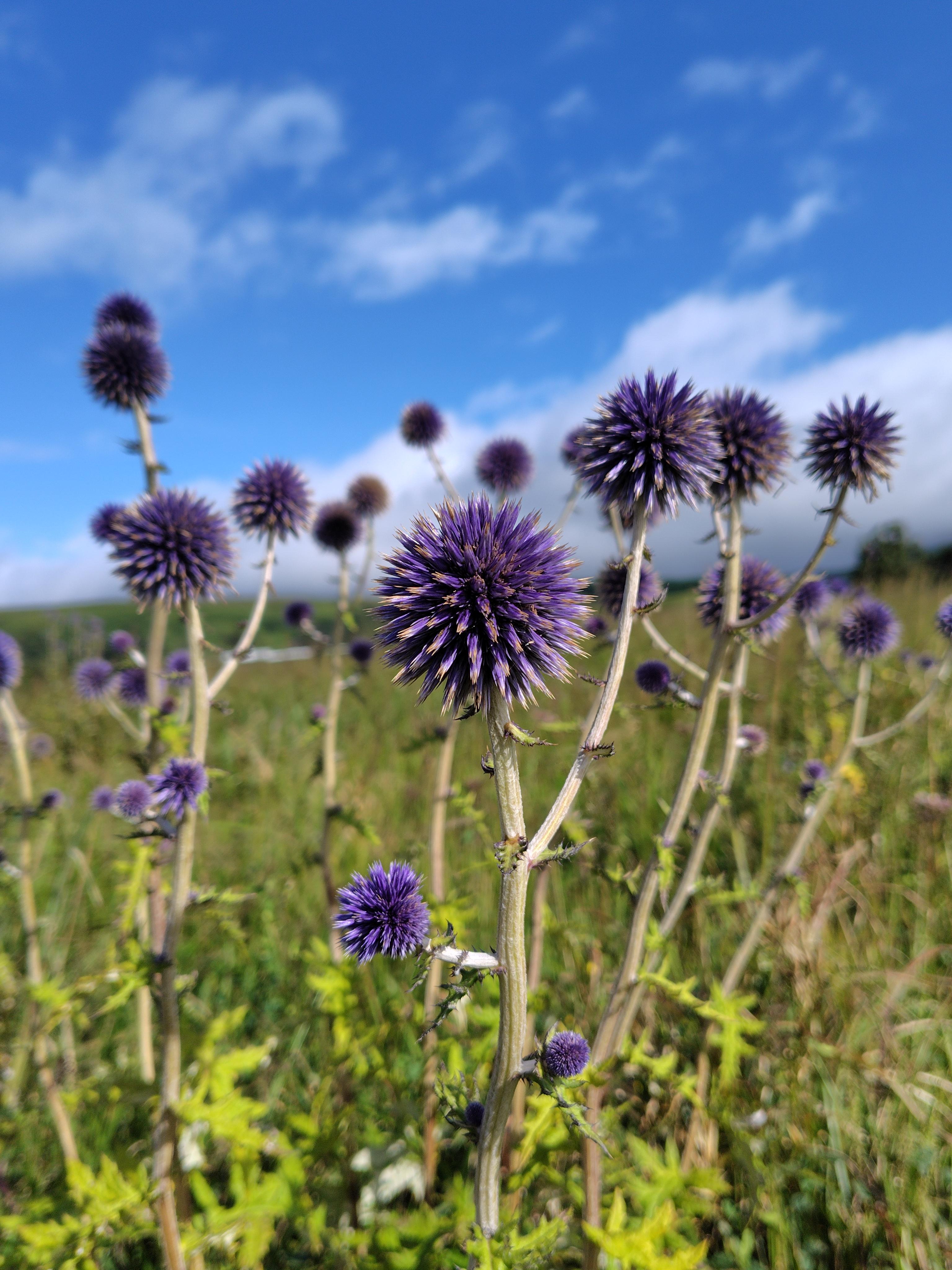 ヒゴタイ公園-2025-09-21 / enoさんの九重山（久住山）・大船山・星生山の活動データ | YAMAP / ヤマップ