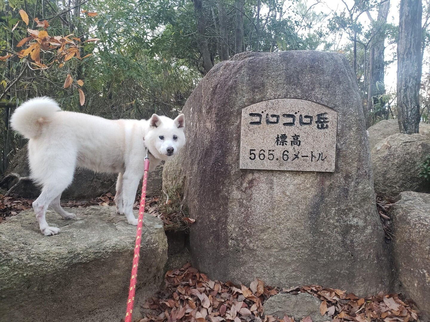 飯盛山・ごろごろ岳565.6m / Blanca66さんの六甲山・長峰山・摩耶山の活動データ | YAMAP / ヤマップ
