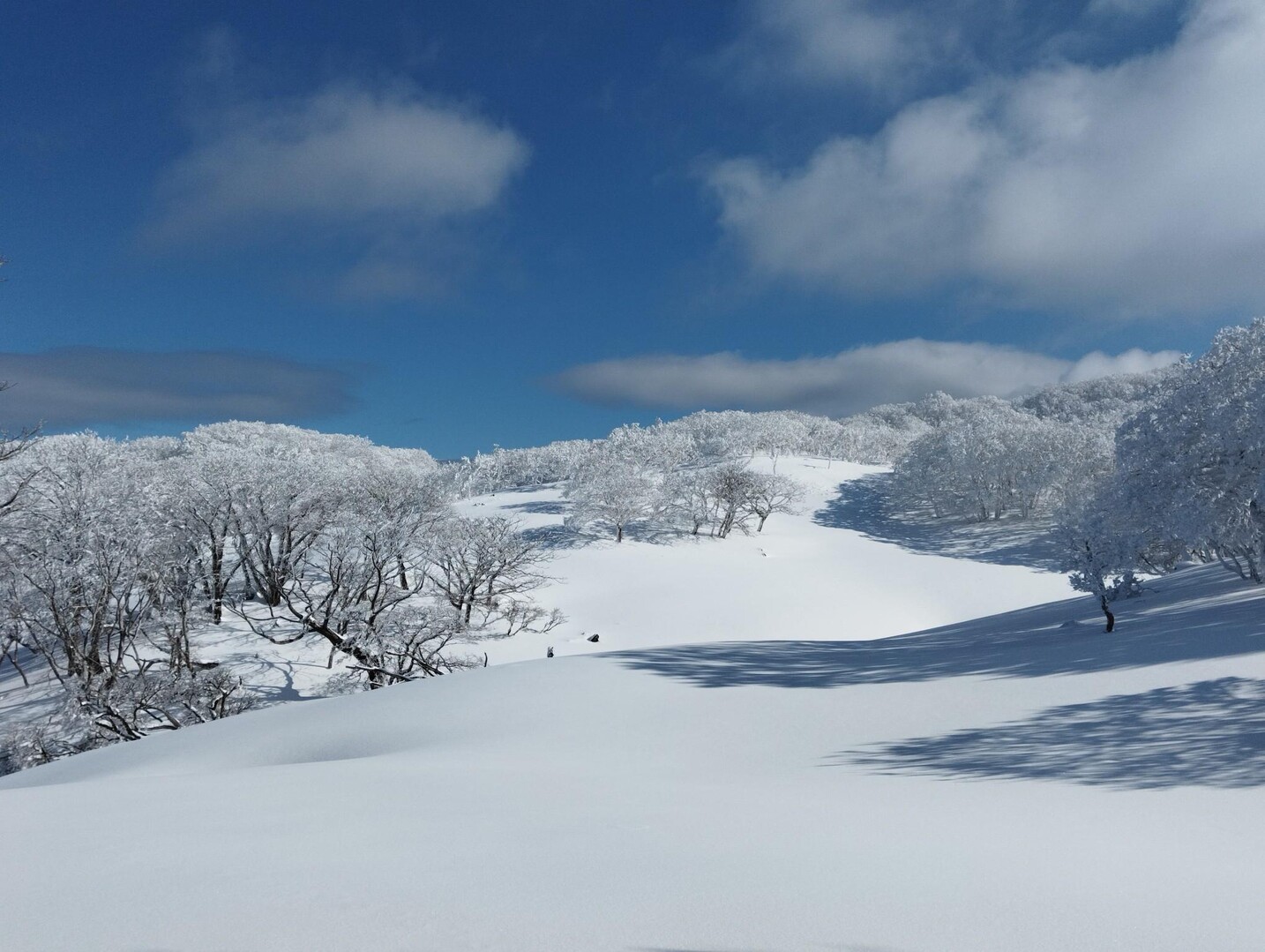 登り納めは鈴北岳・御池岳を周回 / Heart Goldさんの藤原岳・御池岳の活動データ | YAMAP / ヤマップ