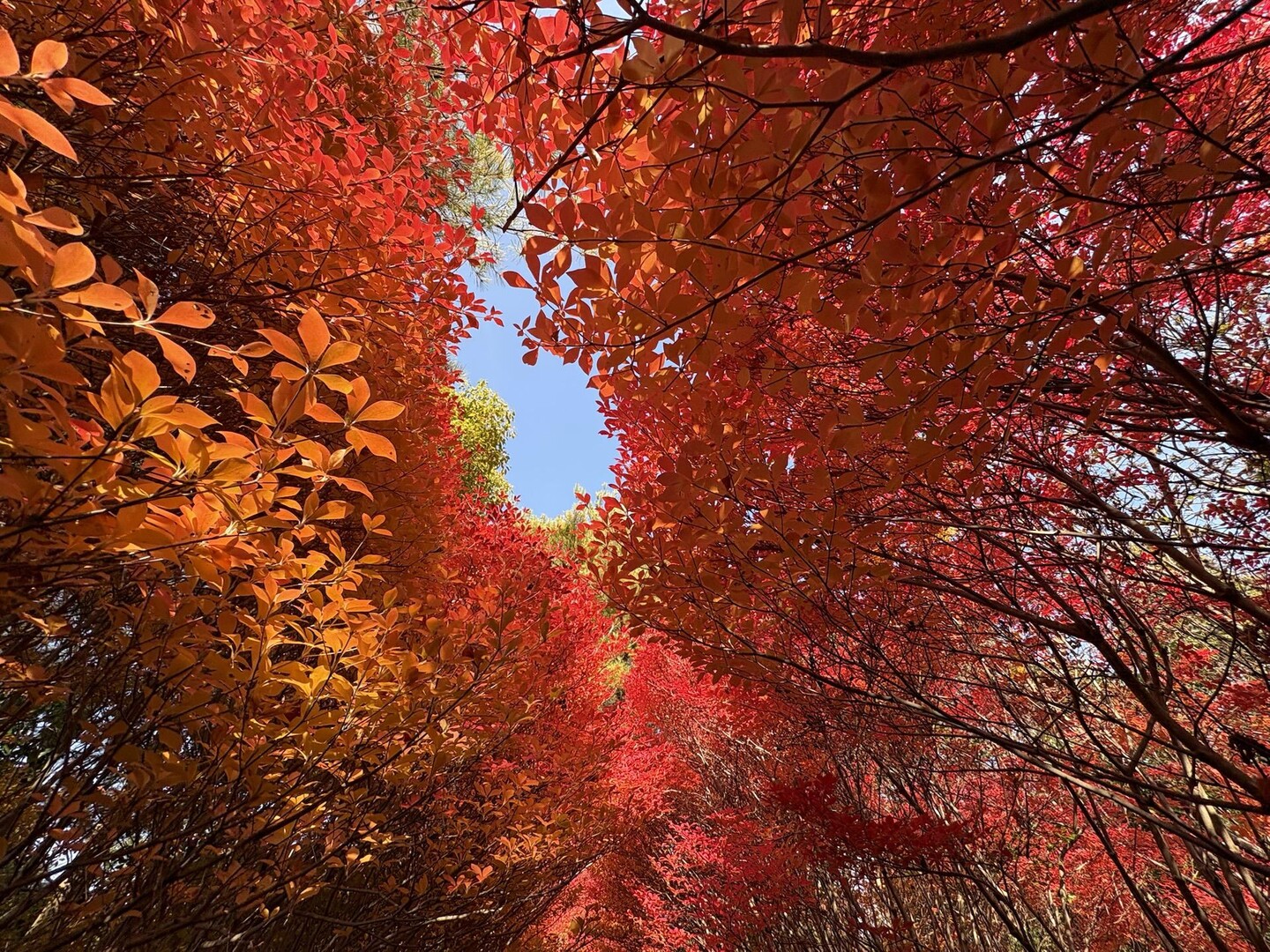 紅葉🍁岩石山リターンズ(2年ぶり) / RIEさんの岩石山（岩石城）の活動データ | YAMAP / ヤマップ