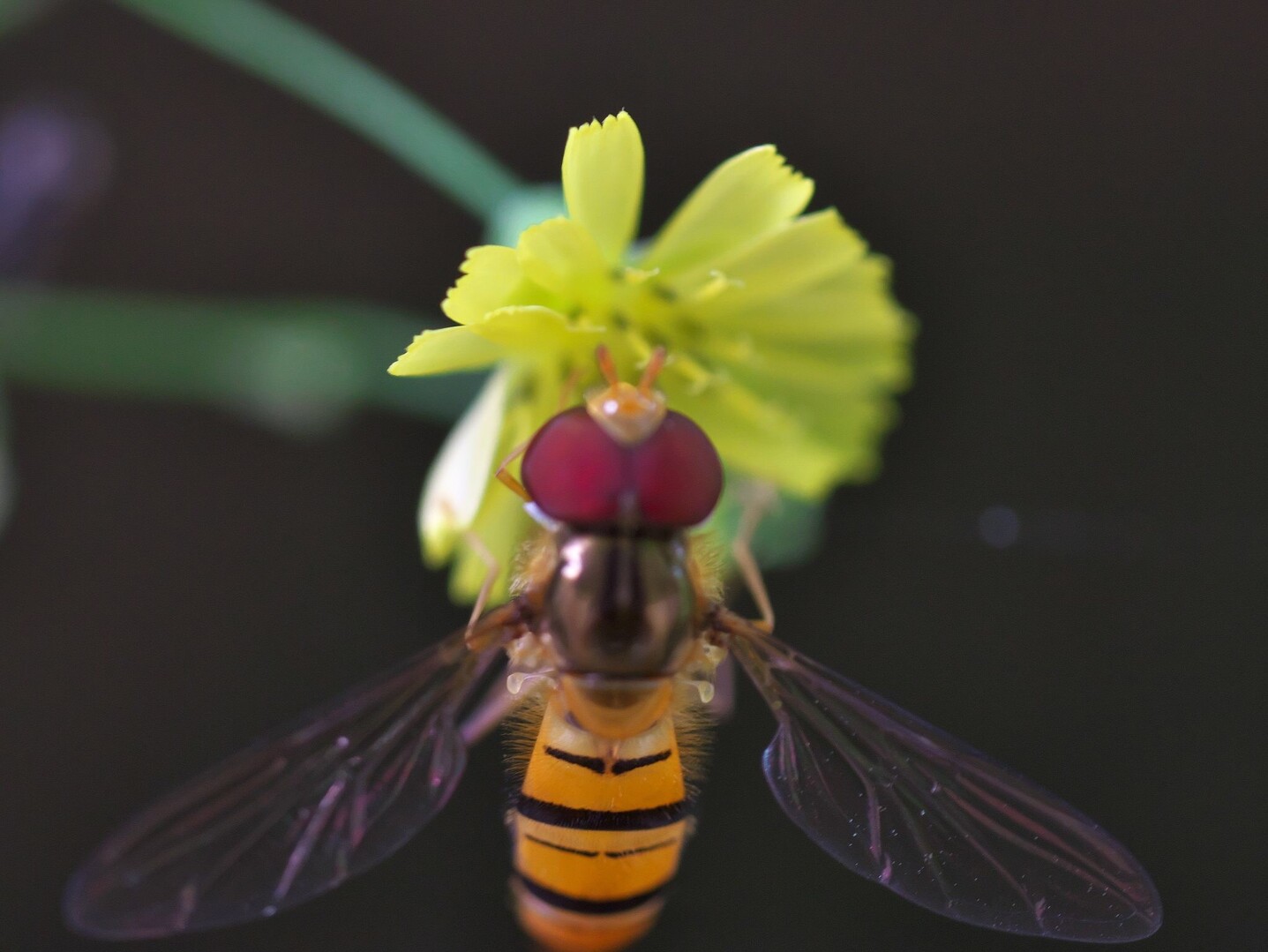銘匠光学 TTArtisan 40mm f/2.8 MACRO C / サブロウさんの天山の活動データ | YAMAP / ヤマップ