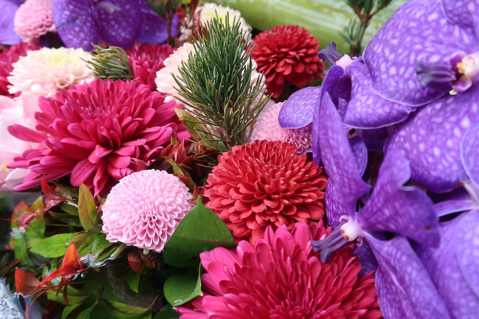 香川県 地元の観光地 (七ヶ所まいり 花めぐり) / 善通寺五岳山 空海トレイルの写真20枚目 | YAMAP / ヤマップ