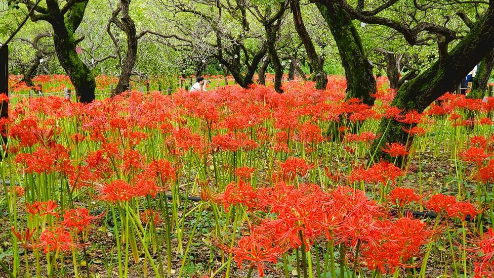 急に涼しくなってきましたね。 彼岸花が咲... / Kei2022さんのモーメント | YAMAP / ヤマップ
