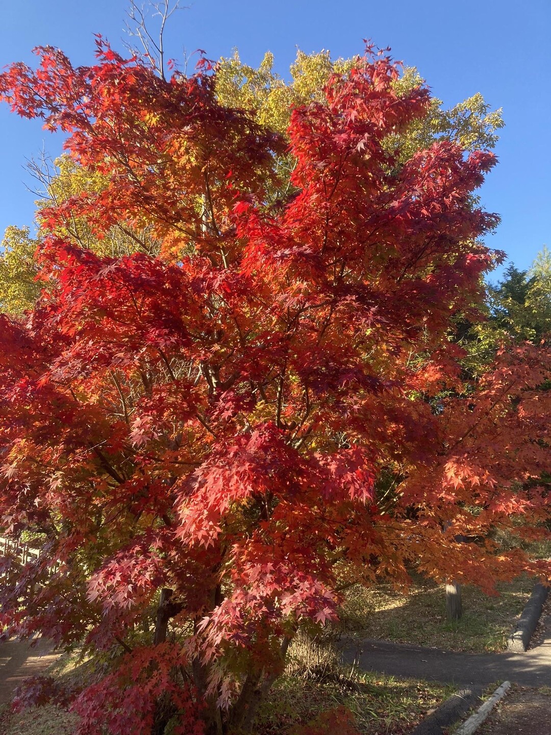 野呂山にて / paulさんのモーメント | YAMAP / ヤマップ