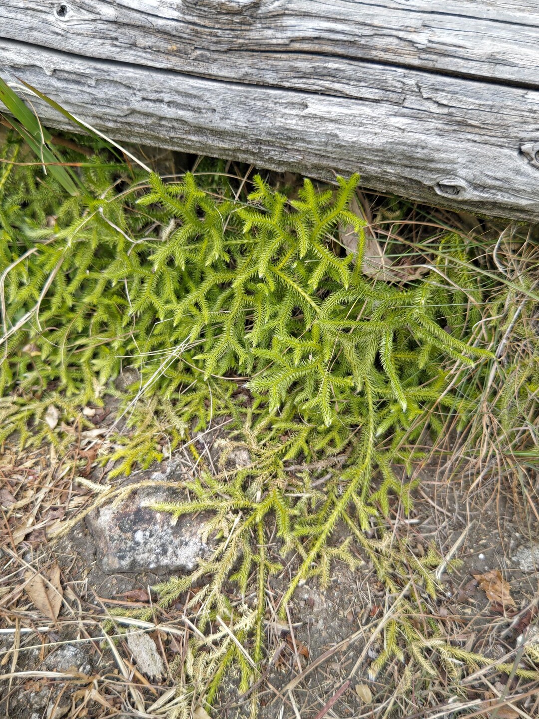 東鳳翩山 / T's.Keiko.Sさんの山口市の活動データ | YAMAP / ヤマップ