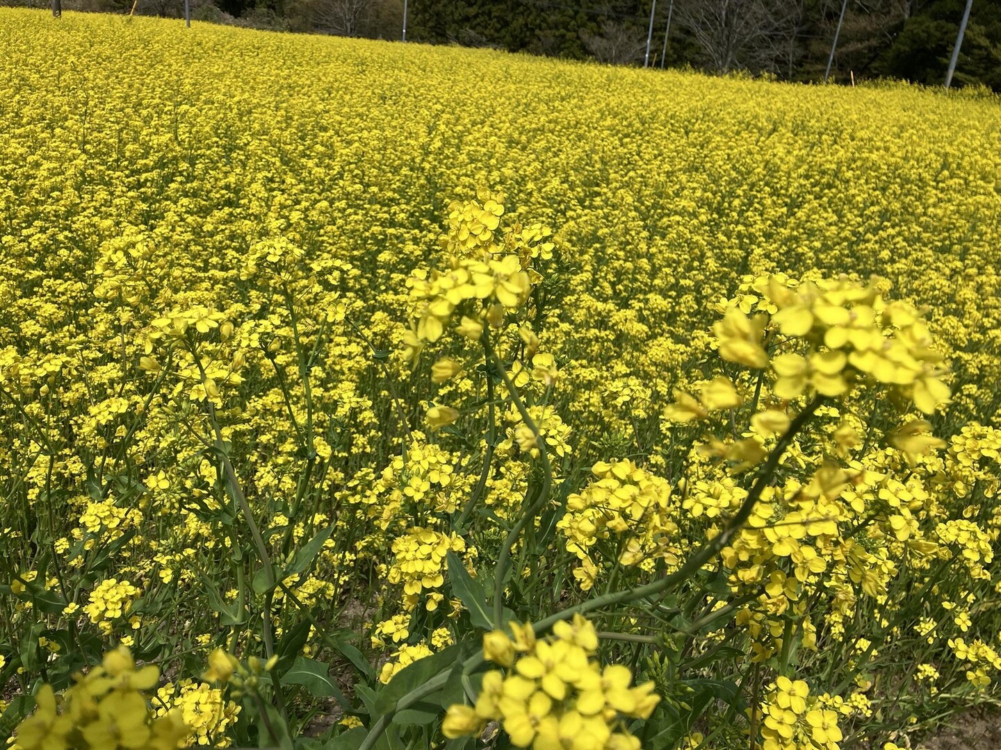 明神山 / uraraさんの明神山の活動データ | YAMAP / ヤマップ