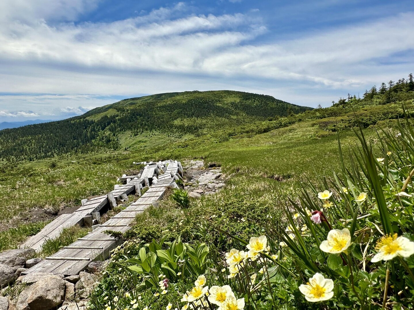 西吾妻山🏔️梅雨の晴れ間はリベンジ日和 / kyo chanさんの吾妻山・一切経山の活動データ | YAMAP / ヤマップ