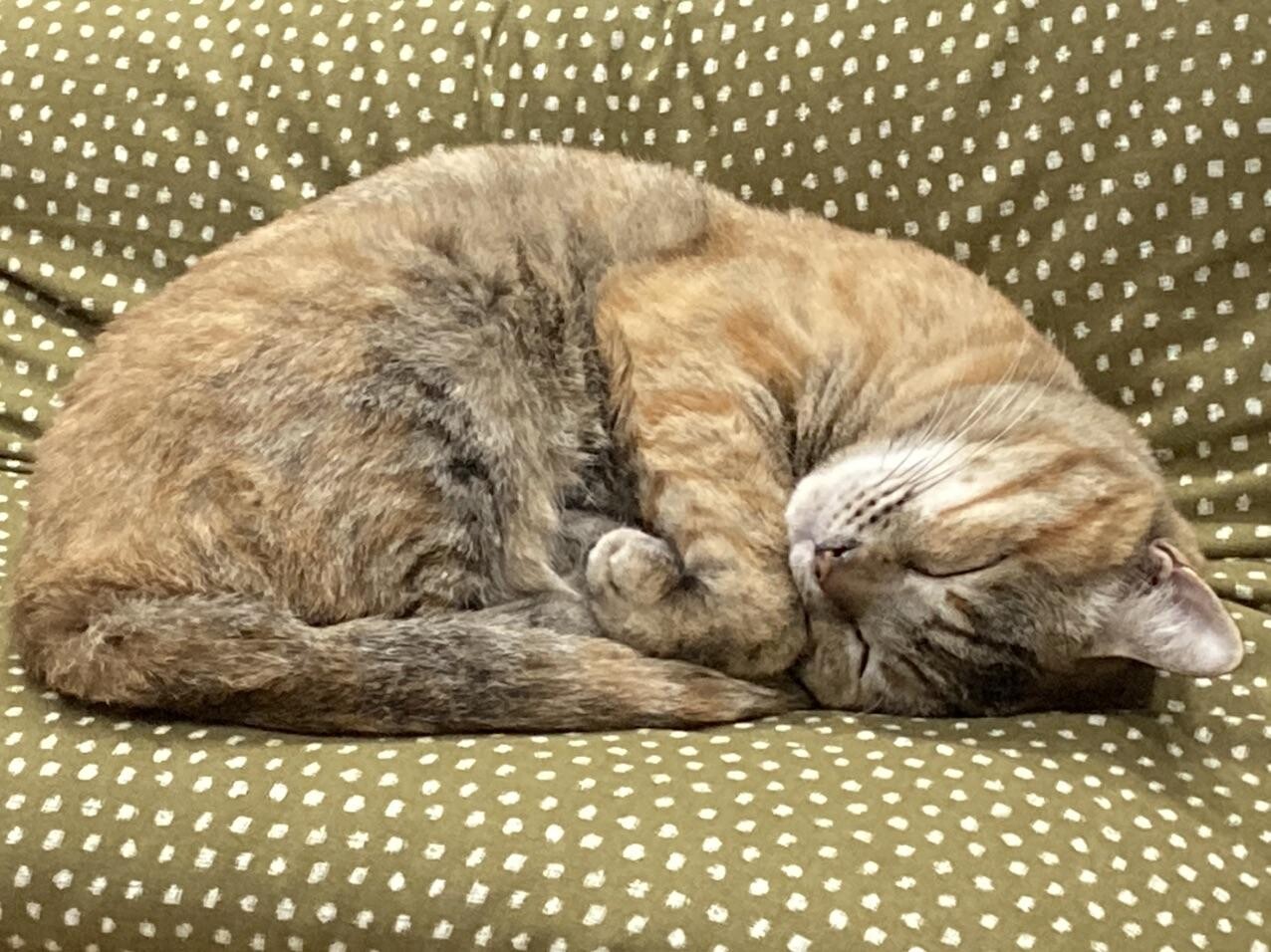 shibaのページ | YAMAP / ヤマップ