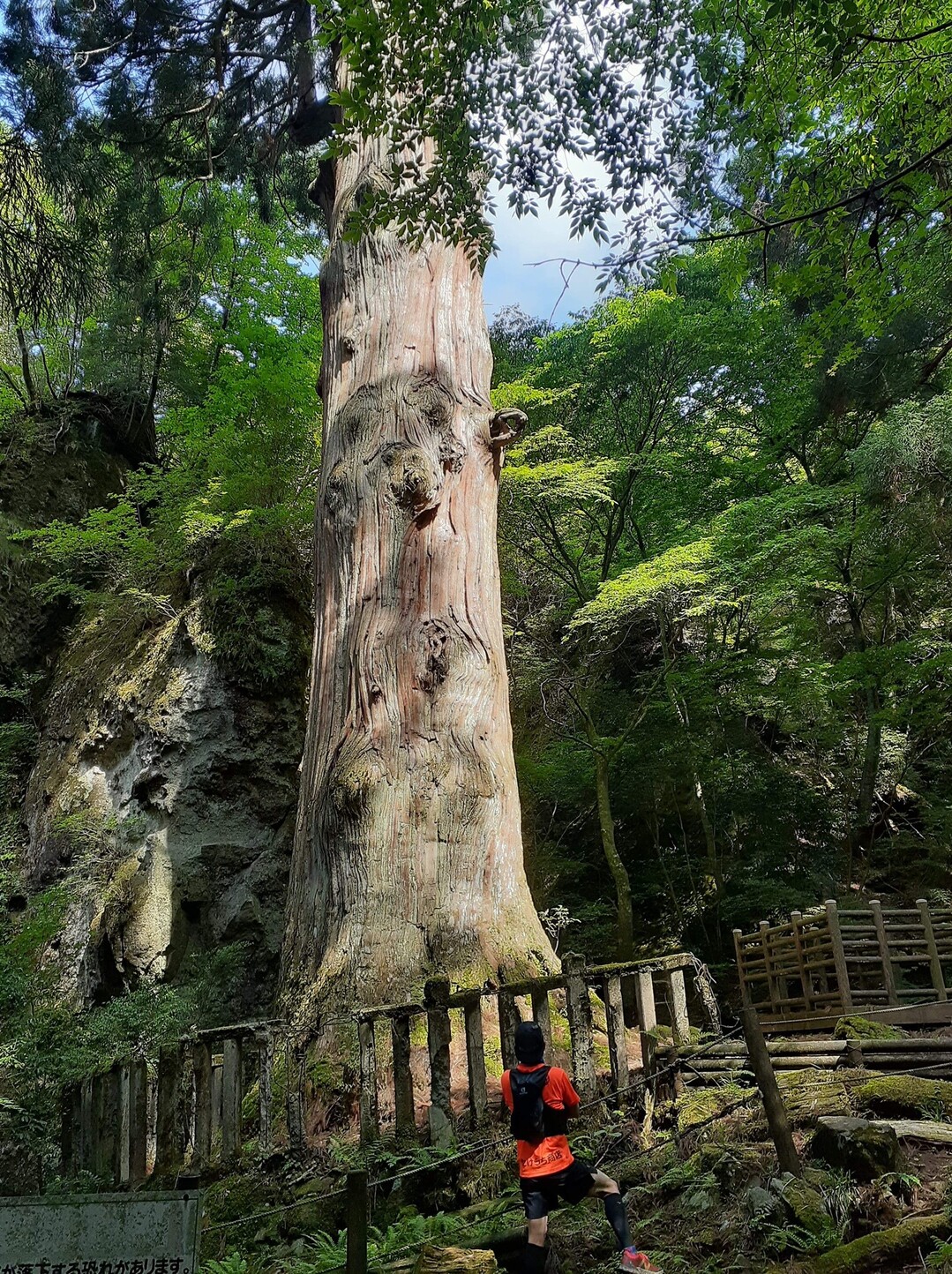 鬼杉からの鹿の角•英彦山南岳 / Haku(キノちゃん)さんの英彦山の活動データ | YAMAP / ヤマップ
