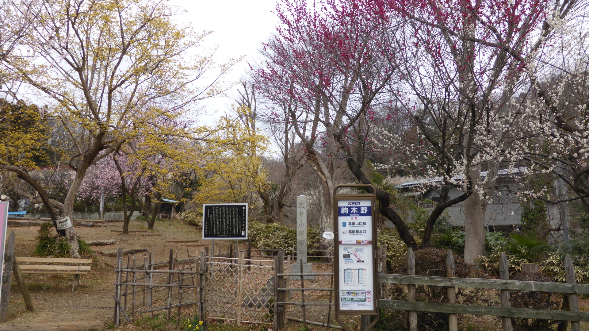 梅の郷~高尾山🌱 2021/3/7 / いけさんさんの高尾山・陣馬山・景信山の活動日記 | YAMAP / ヤマップ