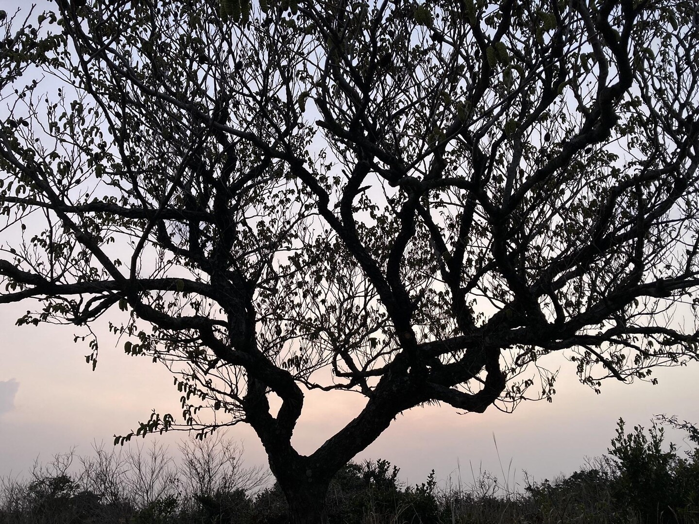 おひさまはあっち。風頭！ / Ok-836さんのウォーキングの活動データ | YAMAP / ヤマップ