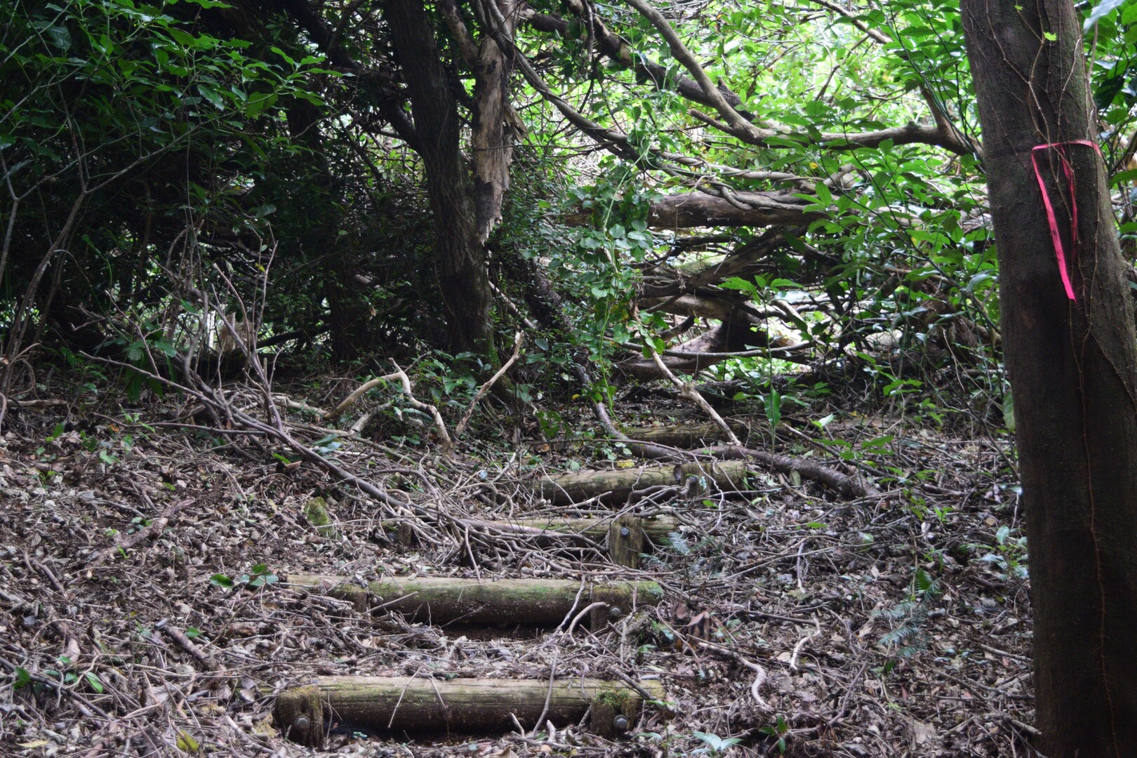 ka-ruさんの投稿したフィールドメモ | YAMAP / ヤマップ