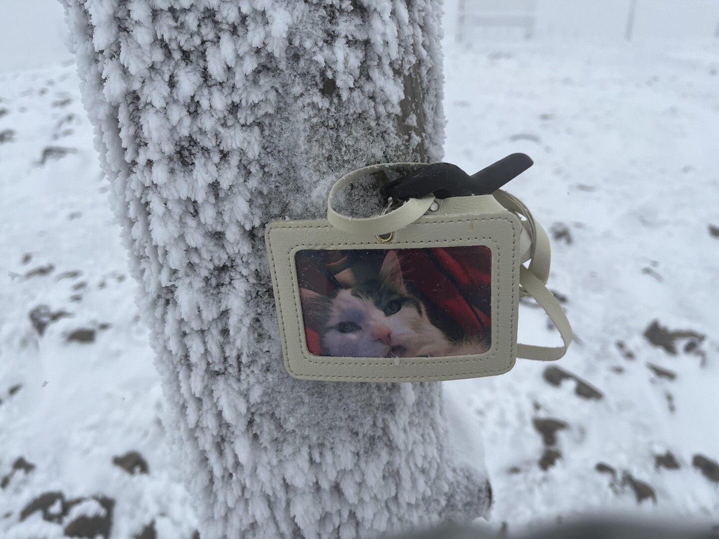 徳蔵山・伊吹山・なっくんと共にR4-50(通算153) / なっくんさんの伊吹山・伊吹高原・御座峰の活動データ | YAMAP / ヤマップ